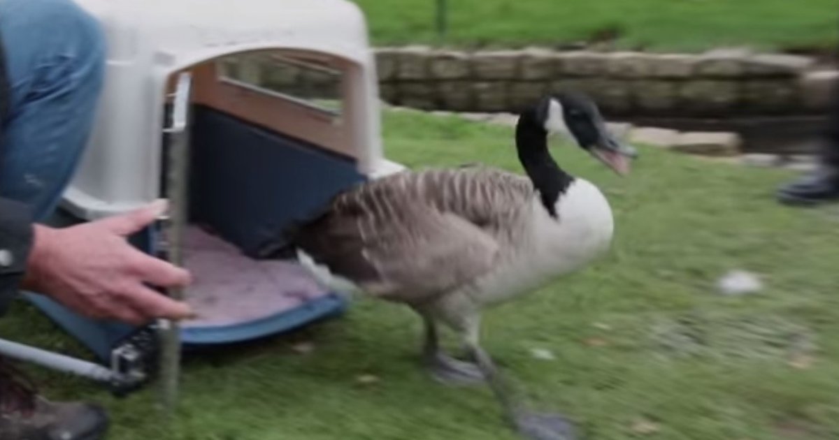 Goose With Broken Wing Learns To Fly Again - The Dodo