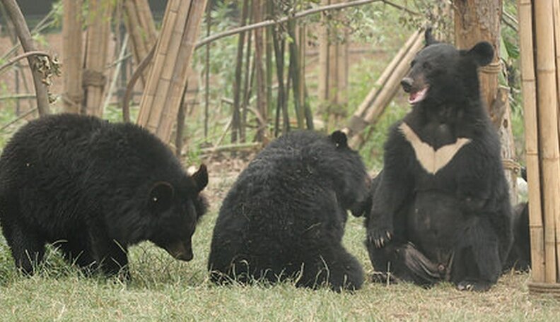 Meet 6 Bears That Will Make You Fall In Love With A Species In Need ...