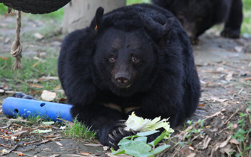 Meet 6 Bears That Will Make You Fall In Love With A Species In Need ...