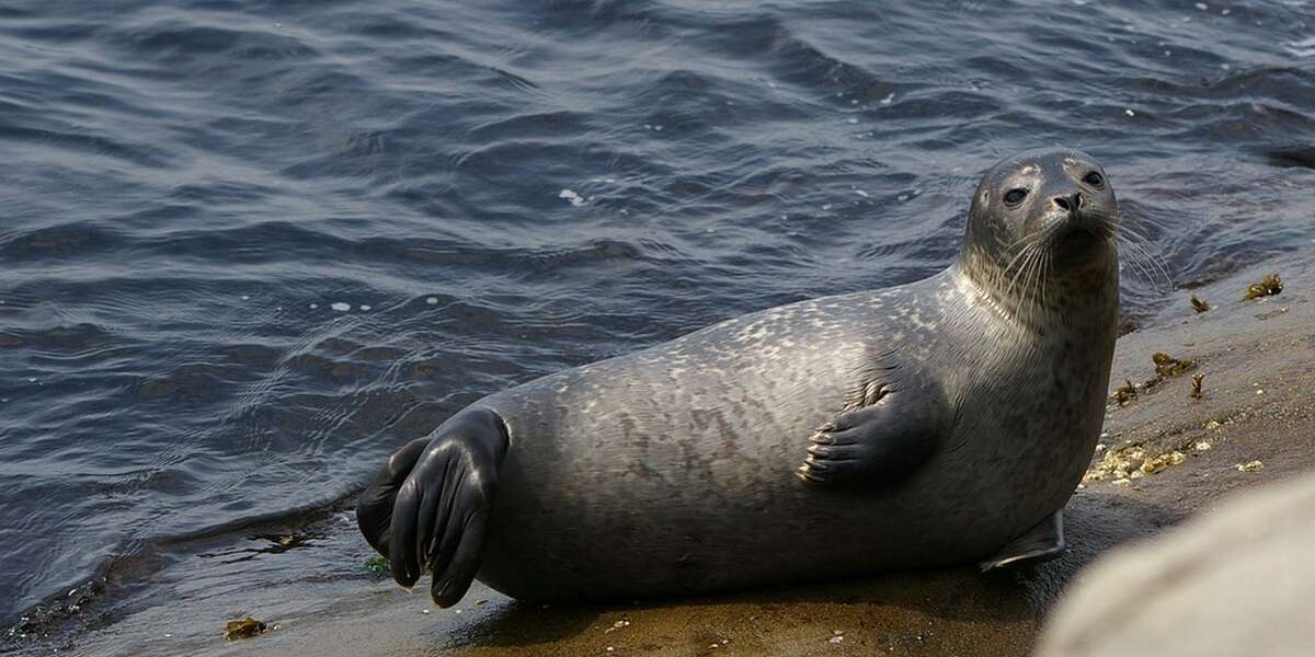 Canada Spends $2 Million To Bailout Secretive Seal Slaughter - The Dodo