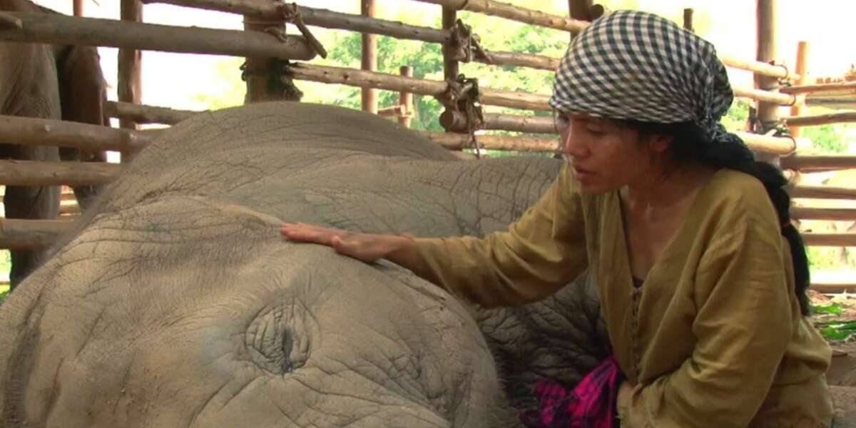 Watch One Woman Sing An Elephant To Sleep With A Sweet, Sweet Lullaby ...