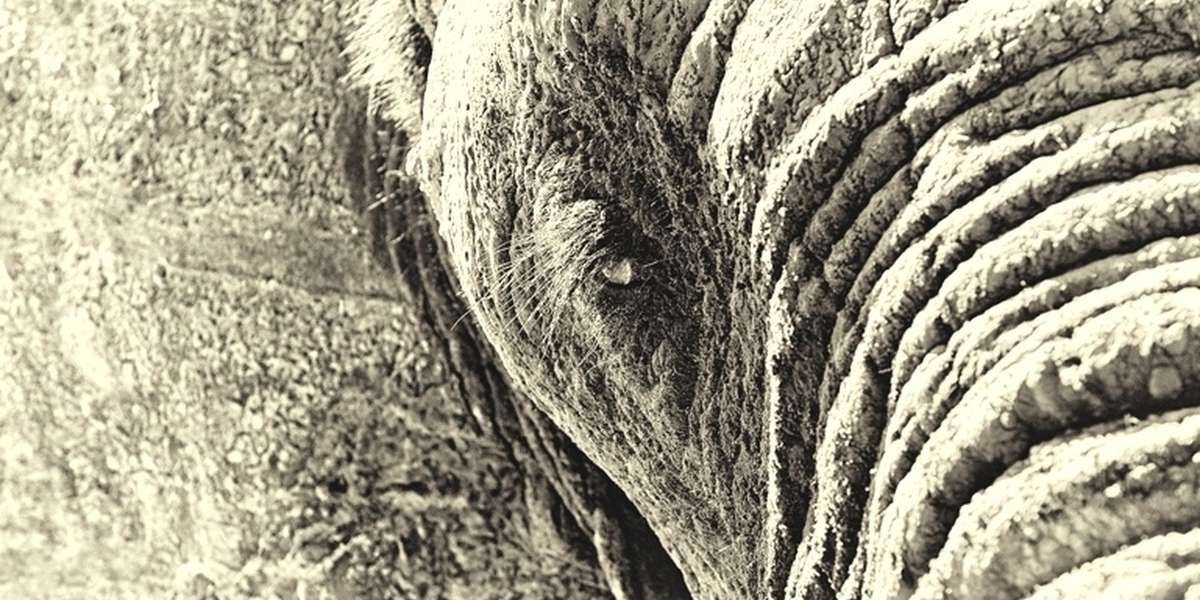 Mythical monsters of the ancient forest - The Dodo