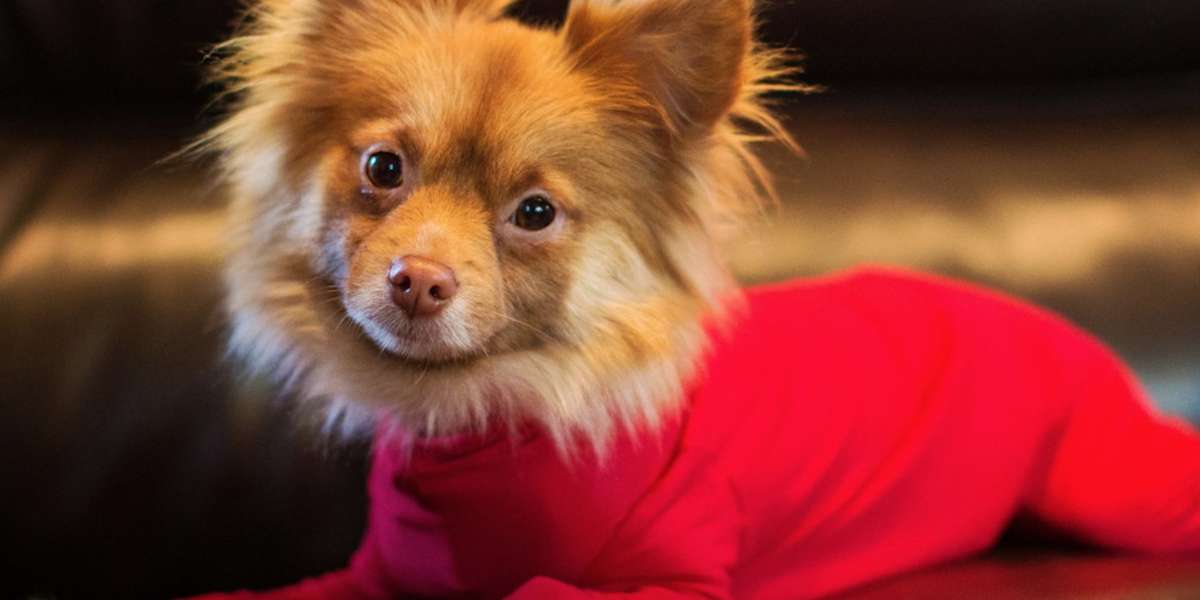 Leotards For Dogs Exist — And Dogs Love Them - The Dodo