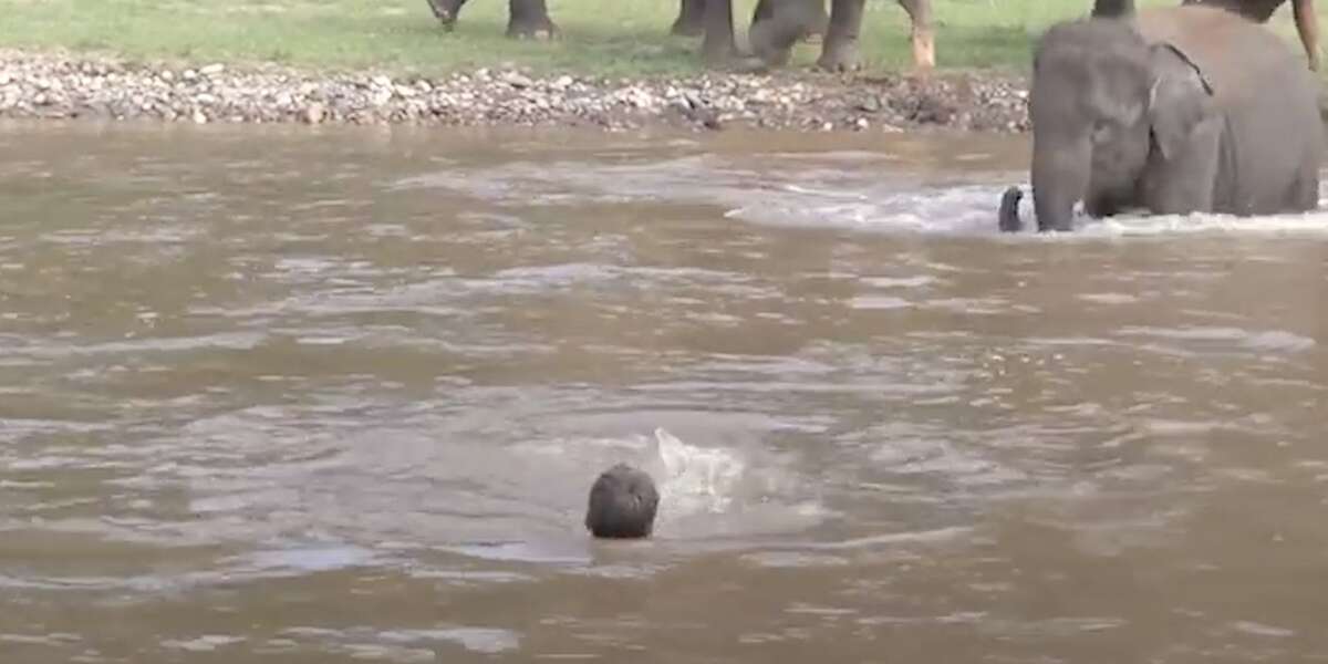 Baby Elephant Tries To Help Man Who's "Drowning" - The Dodo