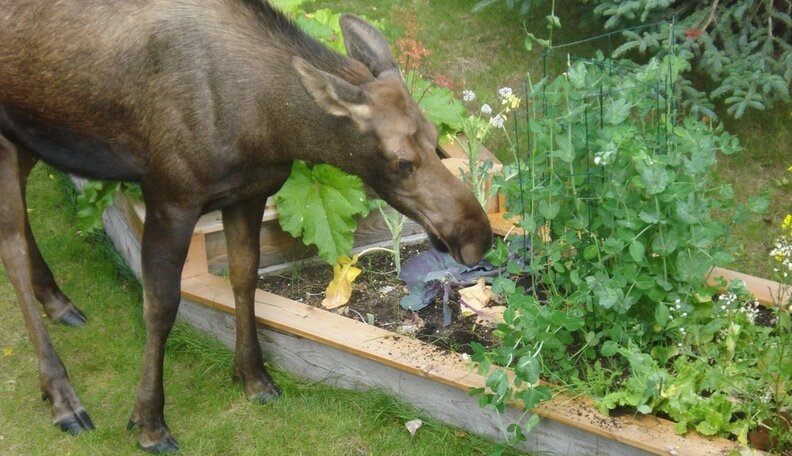 Hungry Moose Comes Looking For a Snack - The Dodo