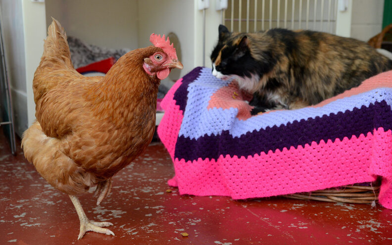 Rescue Hen Makes Herself Comfortable In Cat Retirement Home - The Dodo