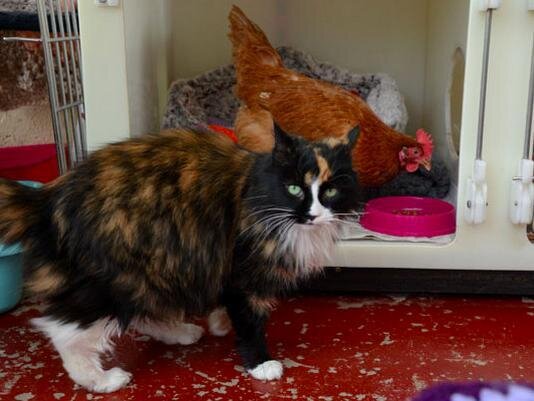 Rescue Hen Makes Herself Comfortable In Cat Retirement Home - The Dodo