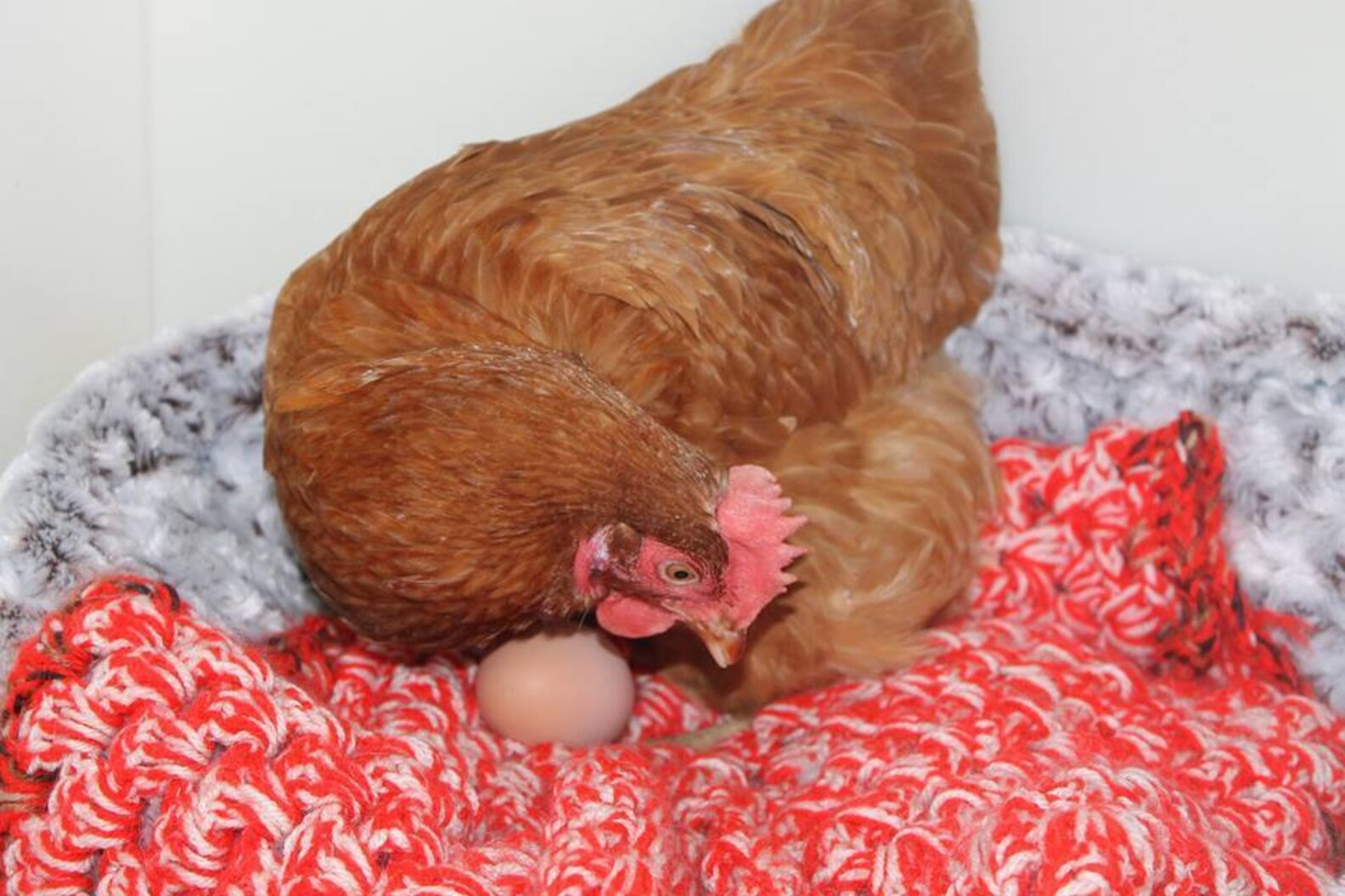 Rescue Hen Makes Herself Comfortable In Cat Retirement Home - The Dodo