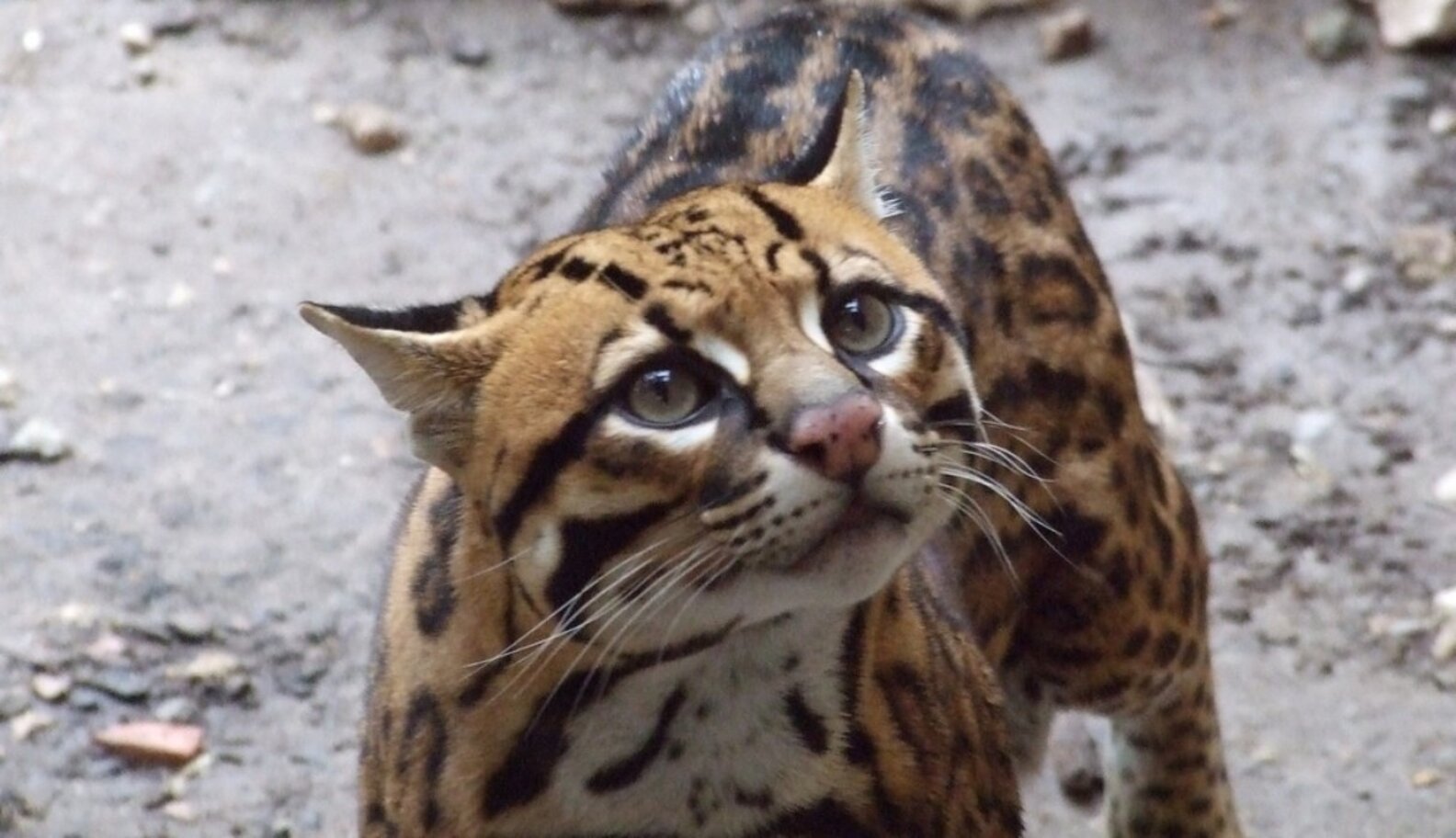 Rare Ocelot Kitten Discovered At Texas Wildlife Refuge - The Dodo