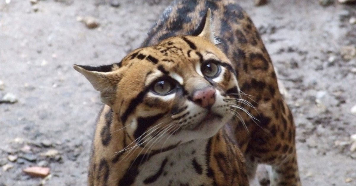 Rare Ocelot Kitten Discovered At Texas Wildlife Refuge - The Dodo