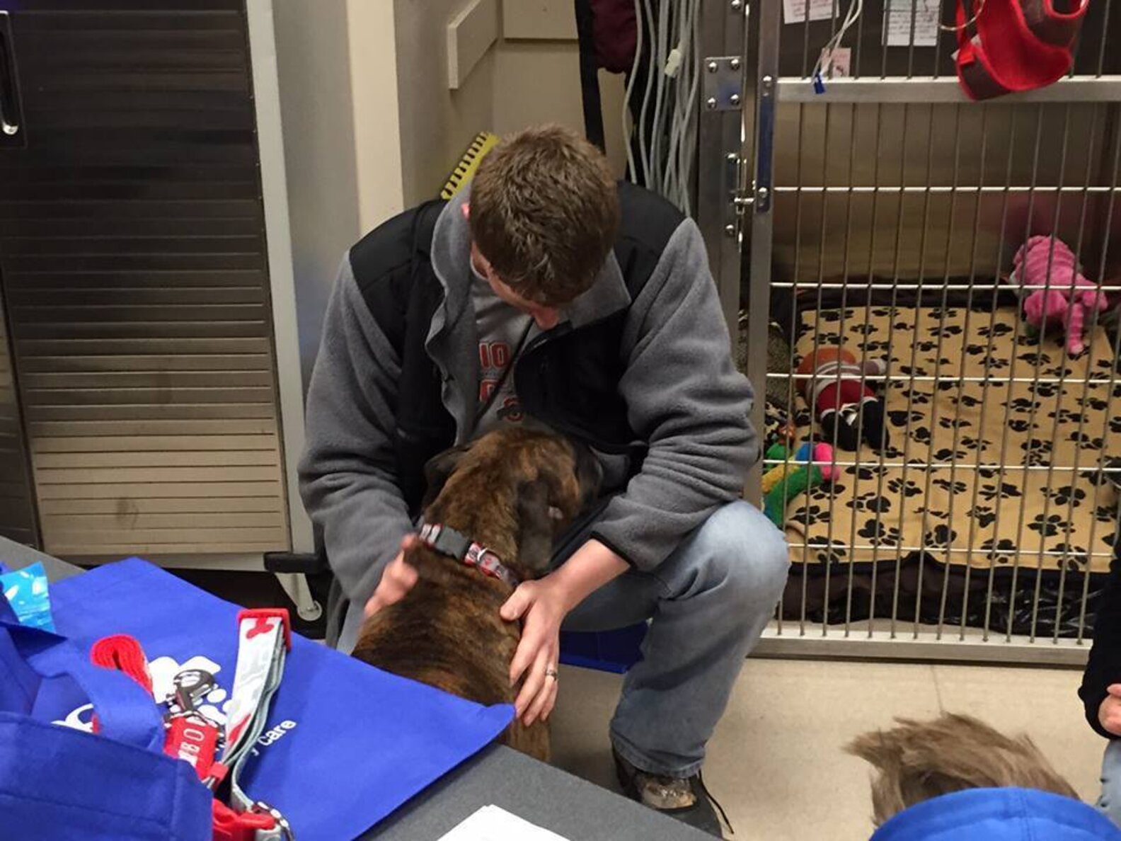 Heroic Boxer Who Tried To Save Her Human's Life Finally Goes Home - The ...