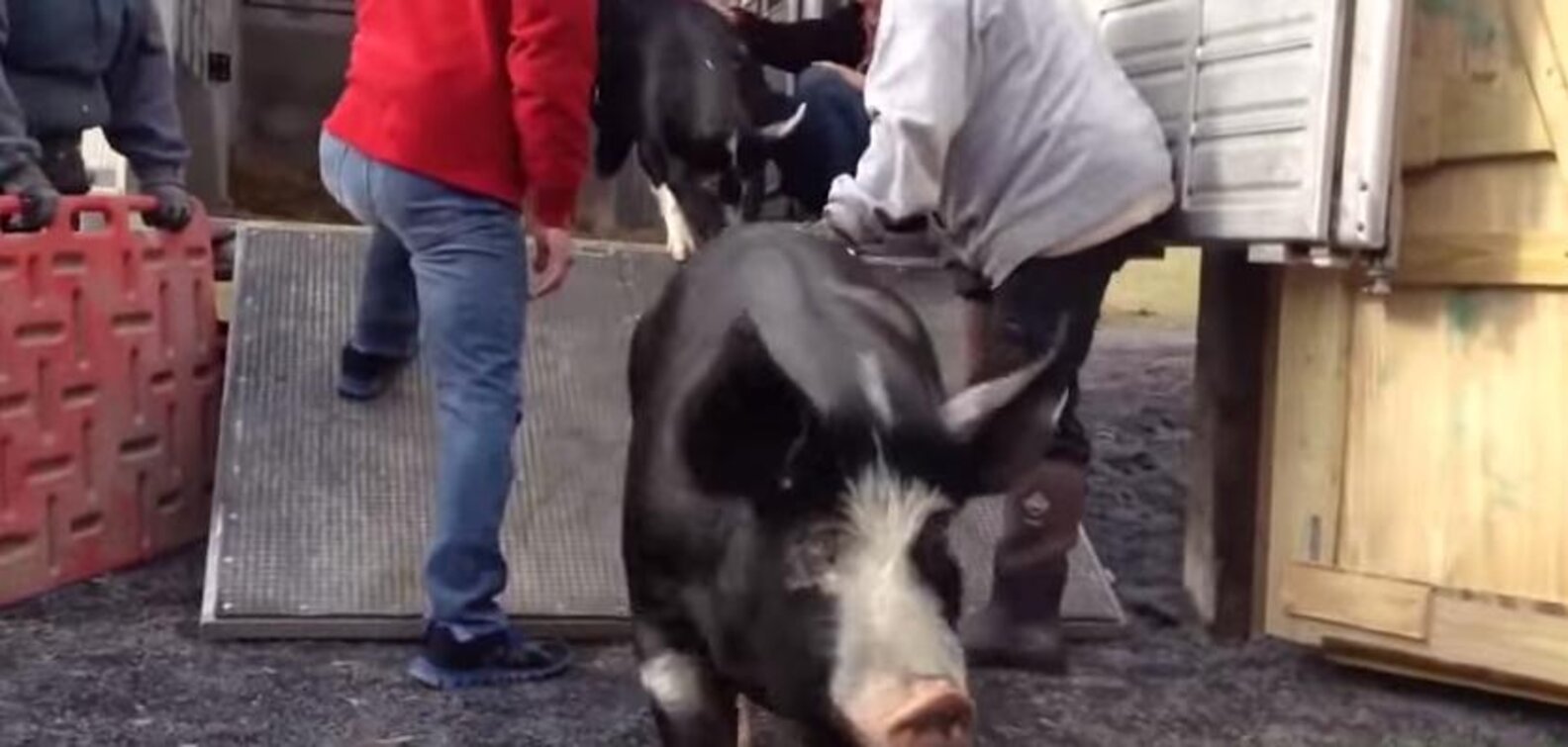 Watch Rescued Animals Experience Freedom For The Very First Time - The Dodo