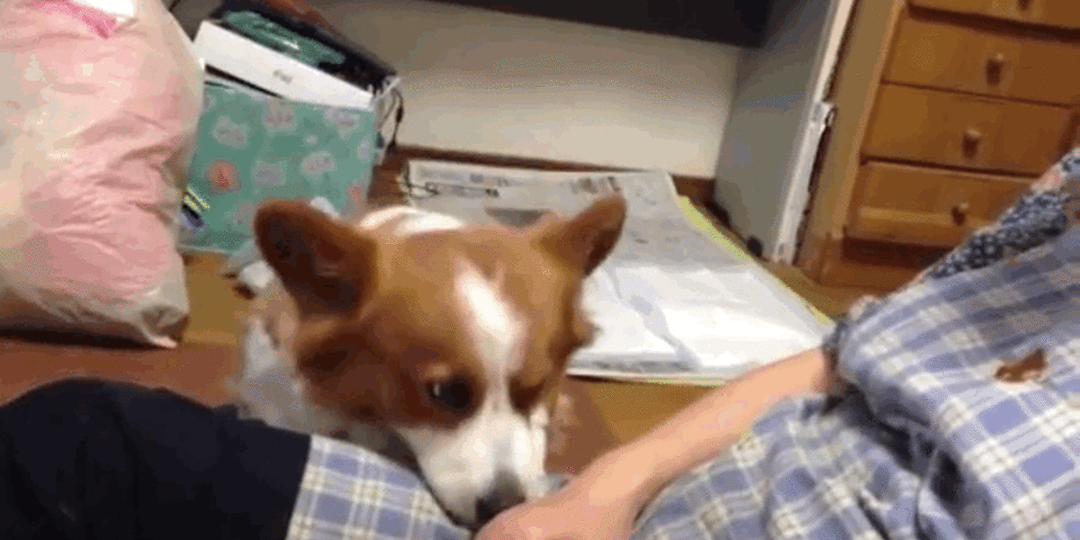 Corgi Demands Affection, Looks Defeated When Denied - The Dodo