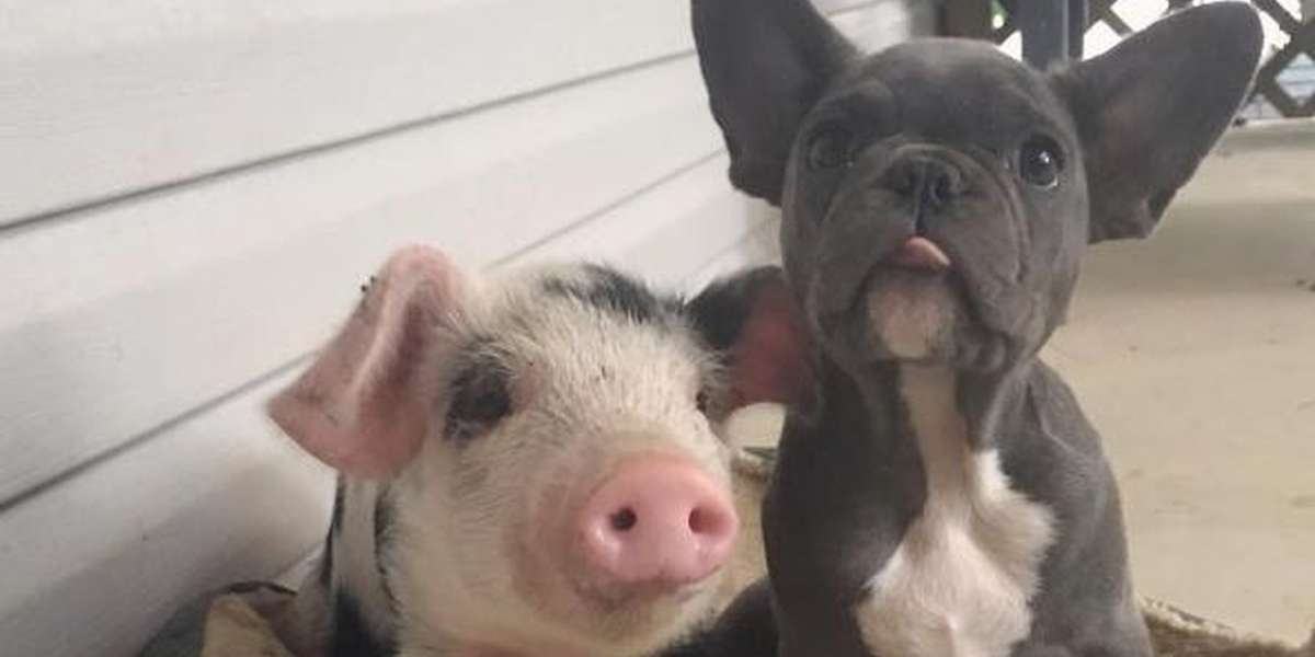 Rescued Pig Is So Excited To Have Her Very Own Puppy - The Dodo
