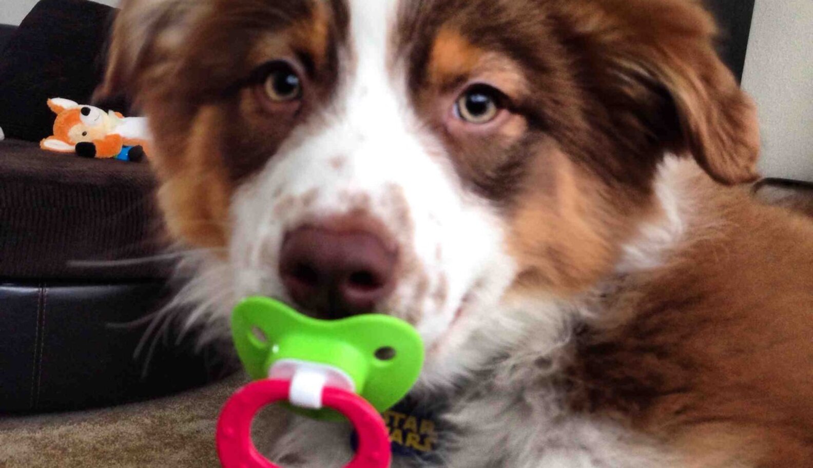 19 Dogs Who Aren't Ready To Give Up Their Pacifiers - The Dodo