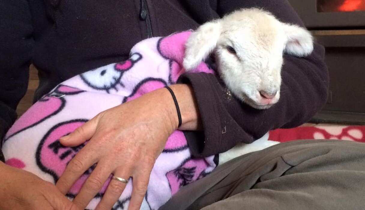 This Is The Smile Of A Lamb Whose Family Is Obsessed With Her - The Dodo