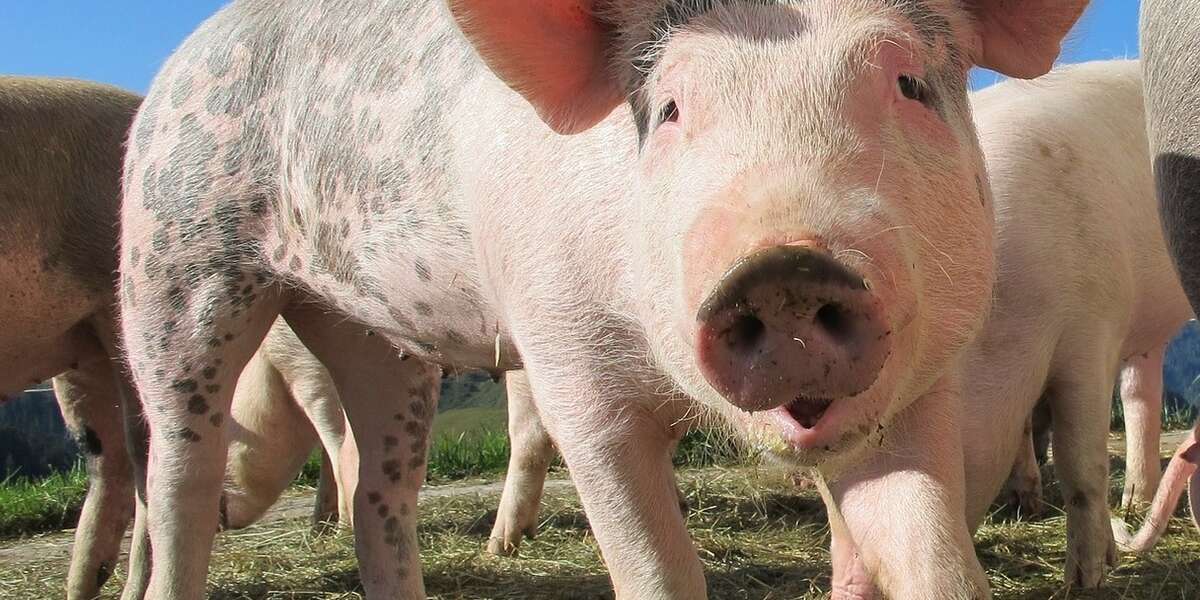 Chipotle Refuses To Serve Pork From Mistreated Pigs - The Dodo