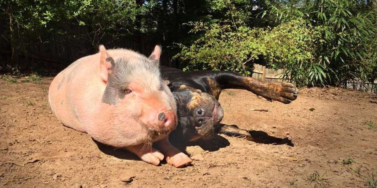 Rescue Pig Is So In Love With His New Dog - The Dodo