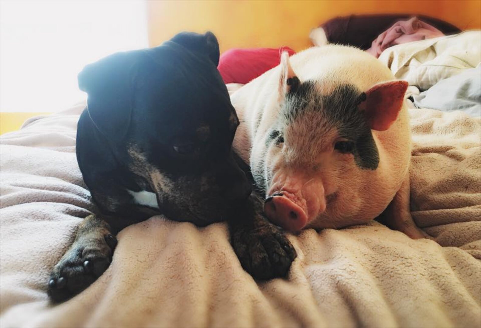 Rescue Pig Is So In Love With His New Dog - The Dodo