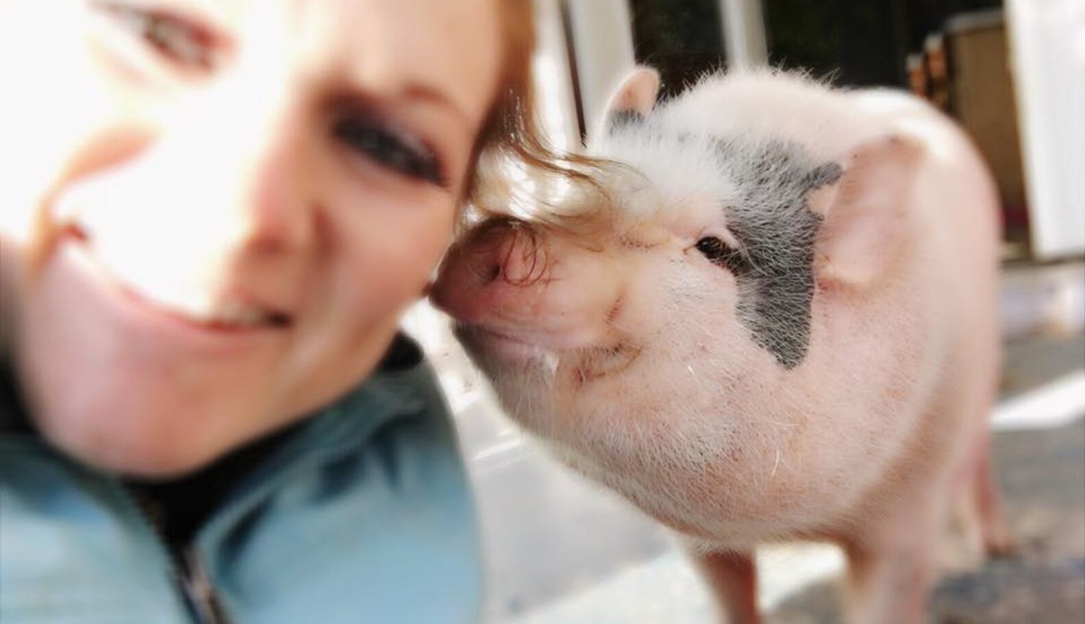 Rescue Pig Is So In Love With His New Dog - The Dodo