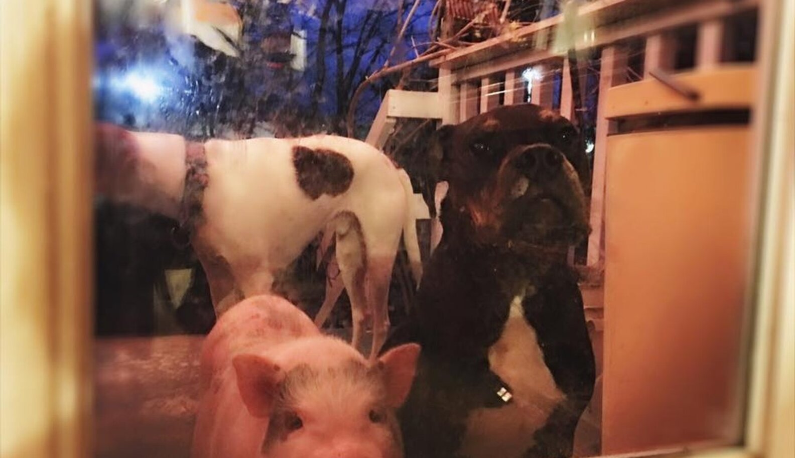 Rescue Pig Is So In Love With His New Dog - The Dodo