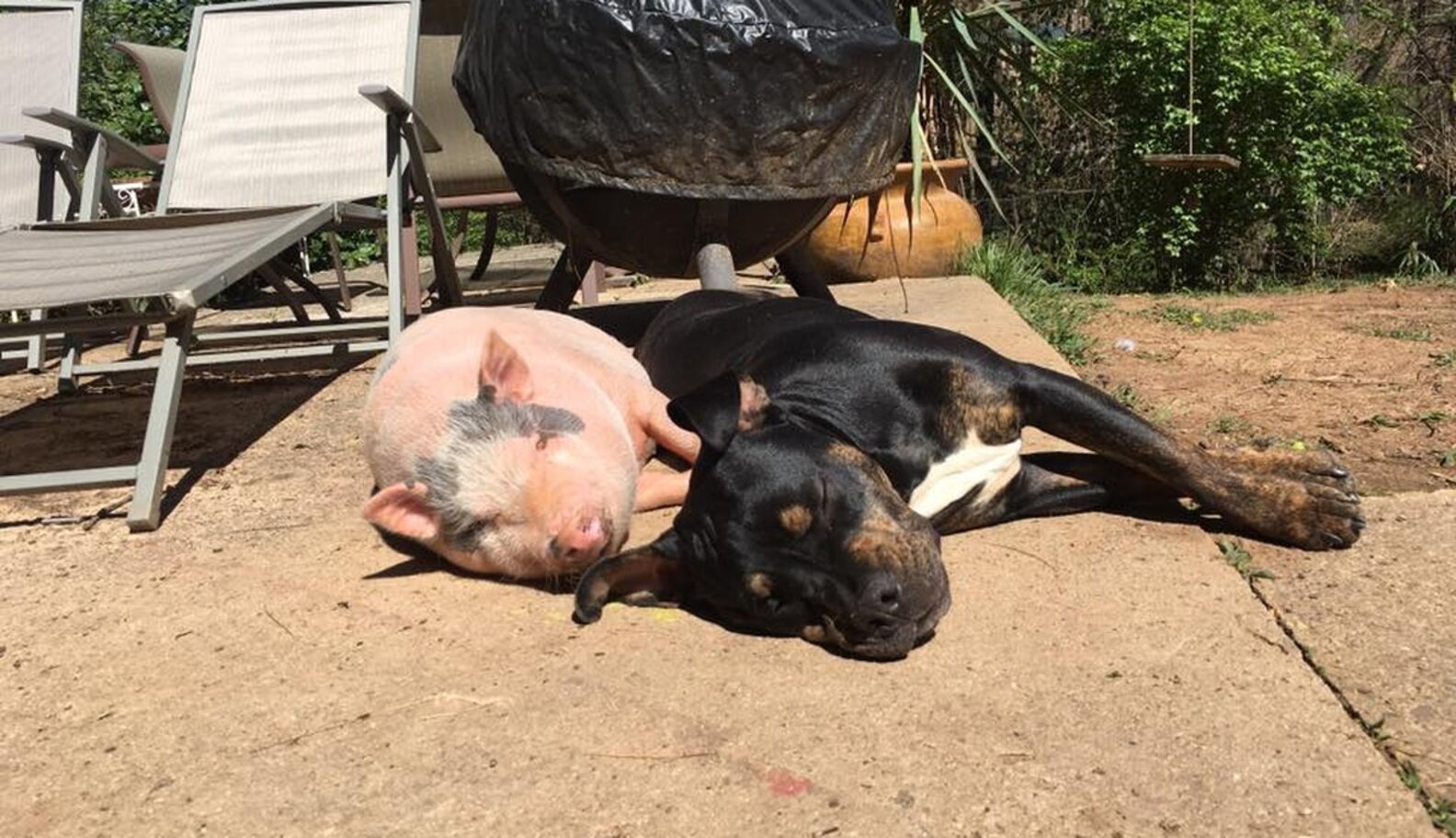 Rescue Pig Is So In Love With His New Dog - The Dodo