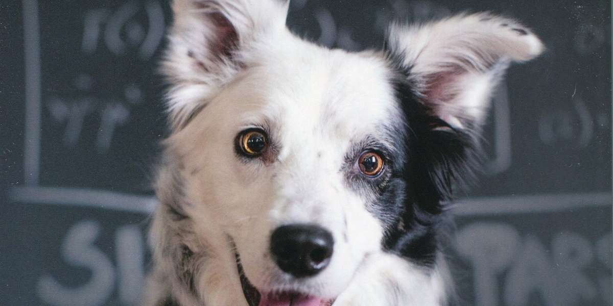 Who Has Chaser The Boarder Collie