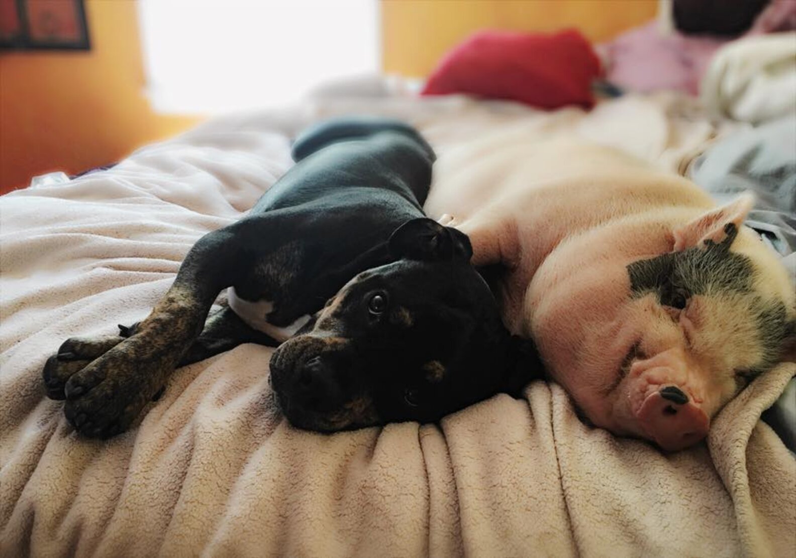 Rescue Pig Is So In Love With His New Dog - The Dodo