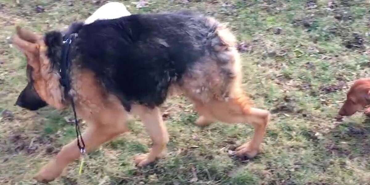 Dog With Short Spine Is Still All Smiles - The Dodo