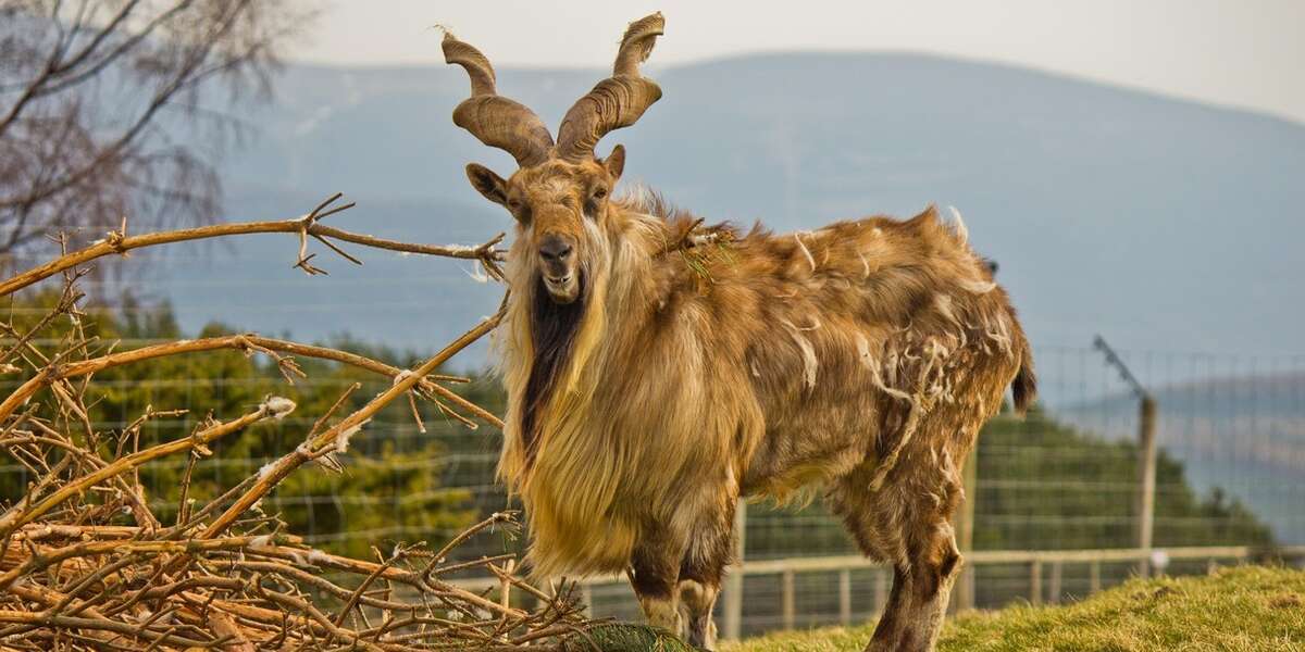 You Should Be Jealous of These 13 Animals' Seriously Epic Beards - The Dodo