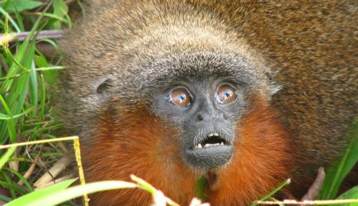 You Should Be Jealous of These 13 Animals' Seriously Epic Beards - The Dodo