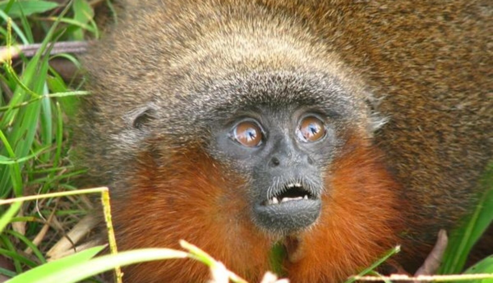 You Should Be Jealous of These 13 Animals' Seriously Epic Beards - The Dodo