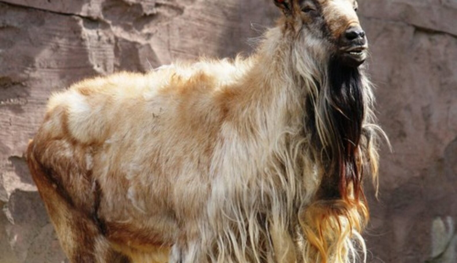 You Should Be Jealous of These 13 Animals' Seriously Epic Beards - The Dodo