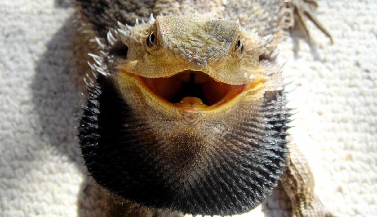 You Should Be Jealous of These 13 Animals' Seriously Epic Beards - The Dodo