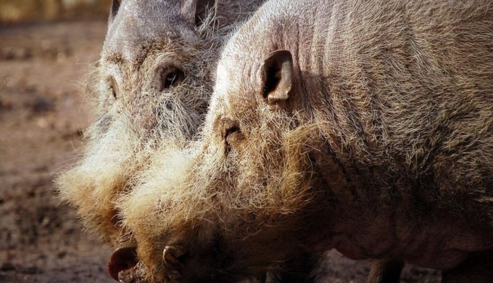 You Should Be Jealous of These 13 Animals' Seriously Epic Beards - The Dodo