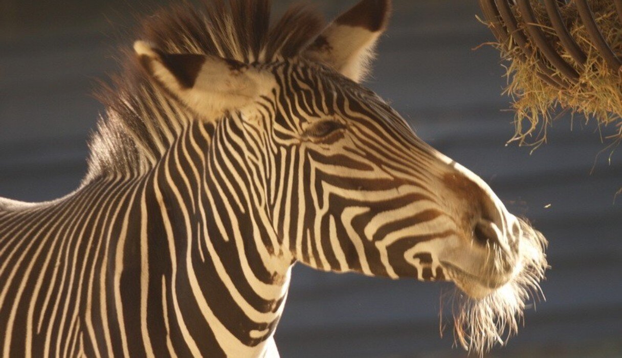 You Should Be Jealous of These 13 Animals' Seriously Epic Beards - The Dodo