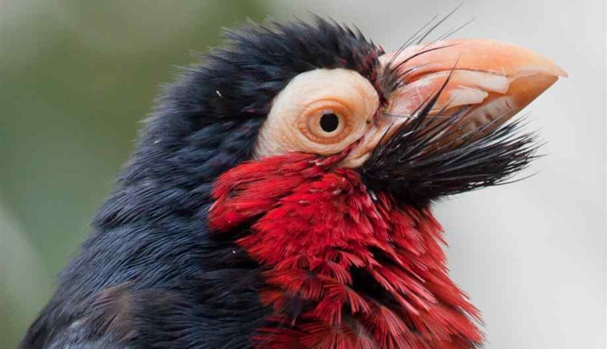 You Should Be Jealous of These 13 Animals' Seriously Epic Beards - The Dodo