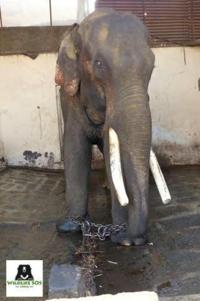 Earless, Chained-Up Elephant Never Sees The Sun - The Dodo