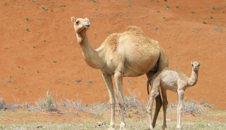 Animals Who Are Pregnant For — Basically — Ever - The Dodo