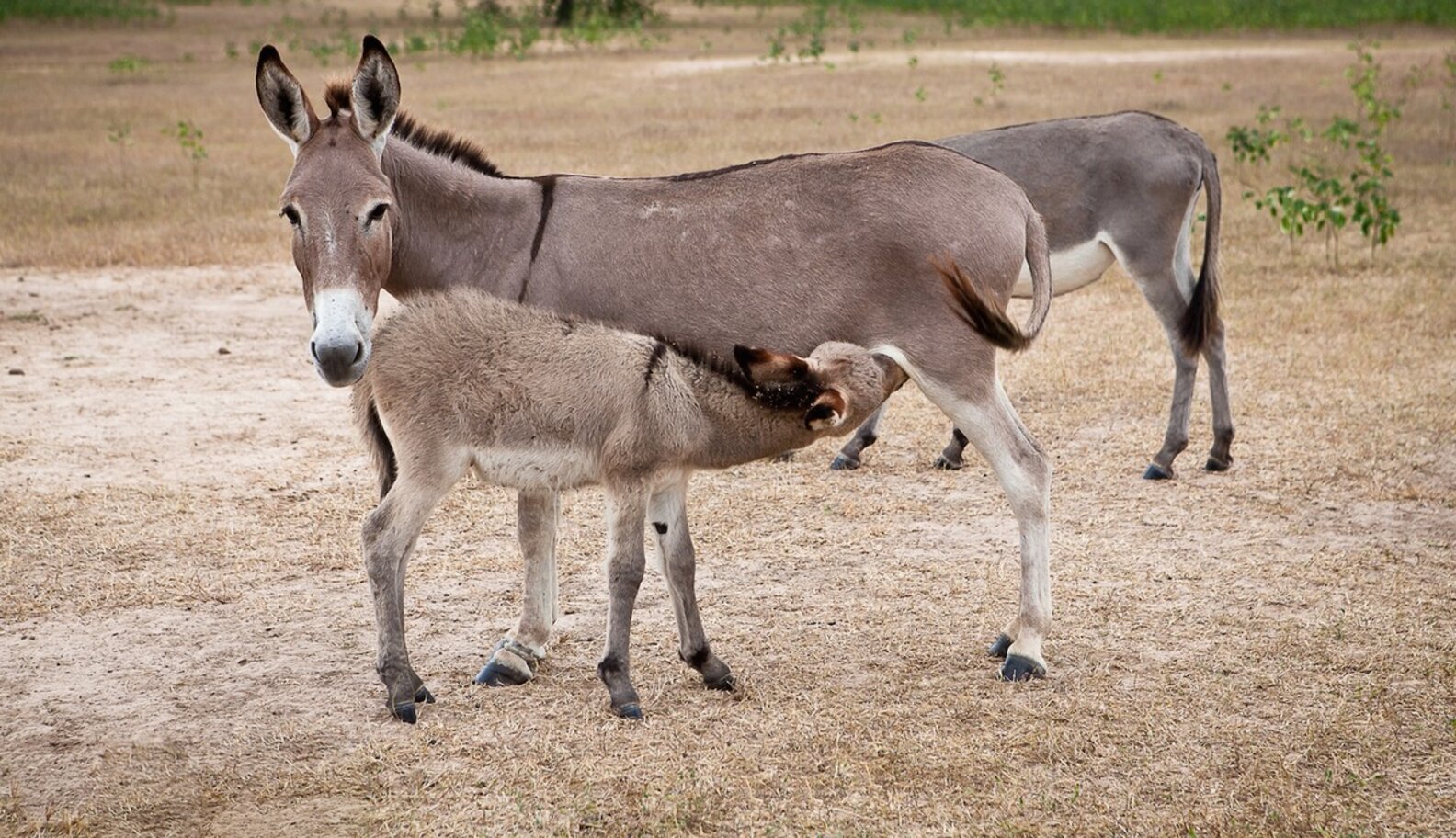 Animals Who Are Pregnant For — Basically — Ever - The Dodo