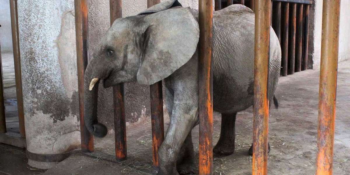 6 Photos Of The Saddest Baby Elephants In The World - The Dodo