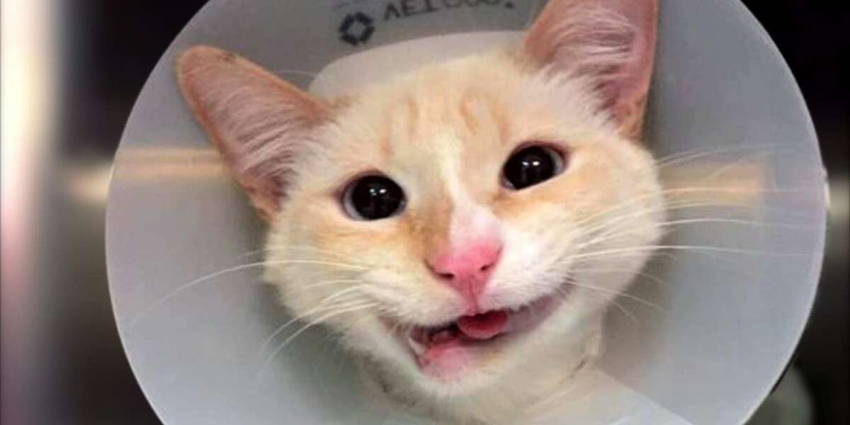 Cat Hurt In An Accident Was Left With The Cutest Smile - The Dodo