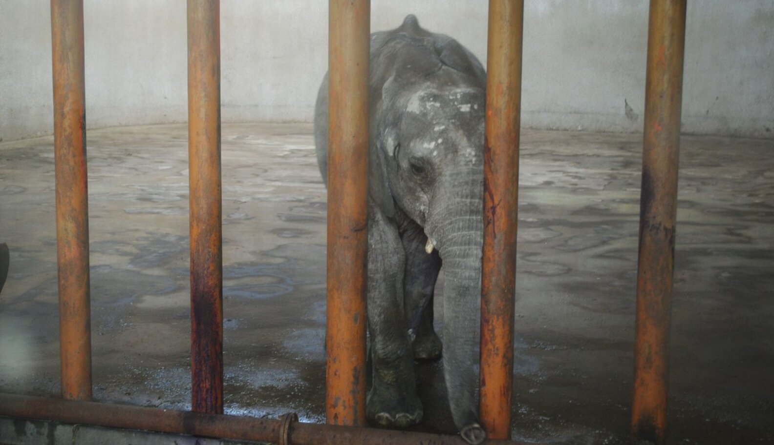 6 Photos Of The Saddest Baby Elephants In The World - The Dodo