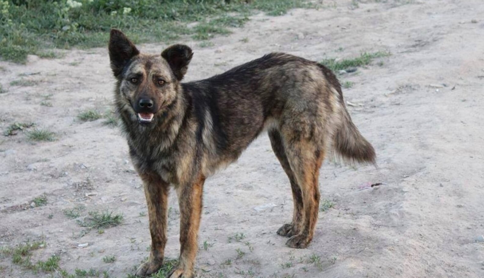 Teenager Launches Facebook Campaign To Save Romania's Stray Dogs - The Dodo