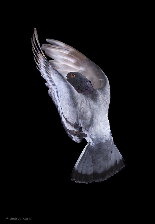The New York Pigeon: An Exhibition Of Photos By Andrew Garn - The Dodo