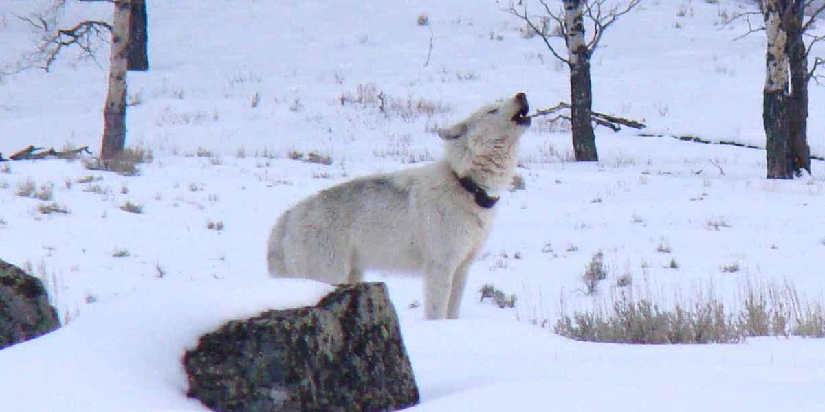 Wolf Howls Are So Much More Important Than You Realize - The Dodo