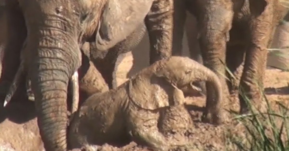 Mother Elephant Gives Her Baby A Boost With Her Trunk - The Dodo