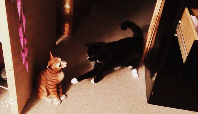 WATCH: Cats vs. Fake Cats - The Dodo