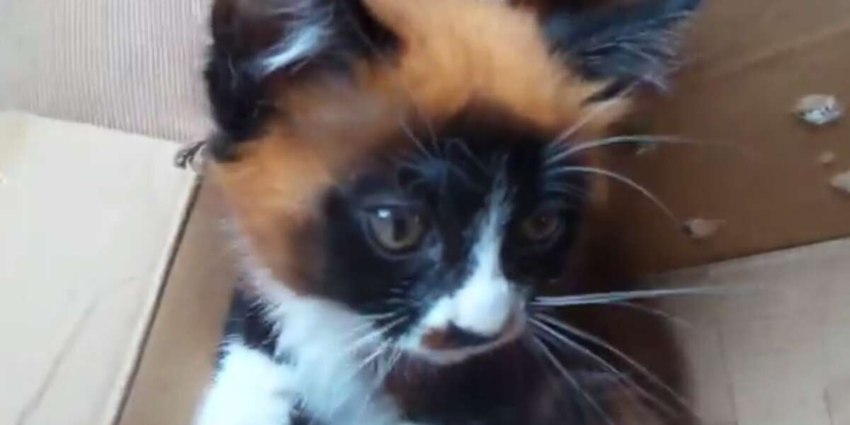 This Kitten Looks Just Like A Red Panda (And Is Arguably Just As Cute ...