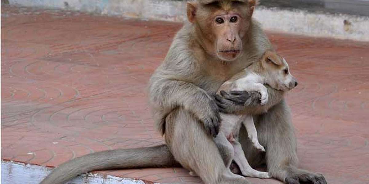 Monkey Adopts Puppy, And For A Moment The World Is Perfect - The Dodo